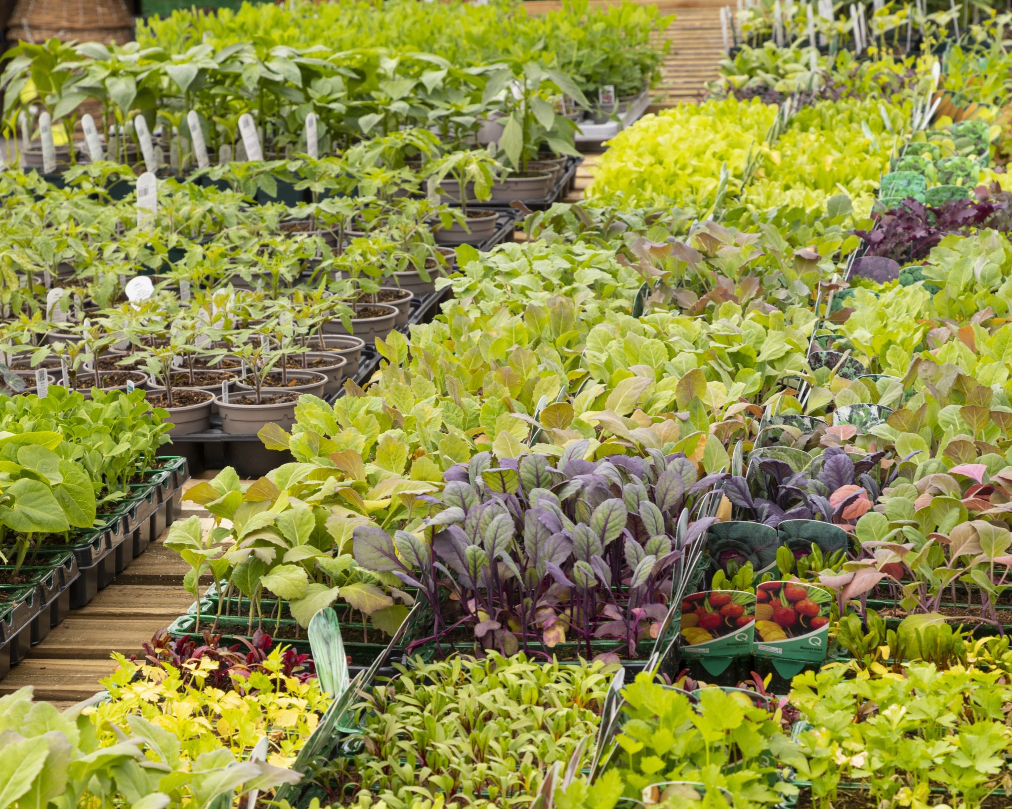 Seed sowing terms explained - Gardentime